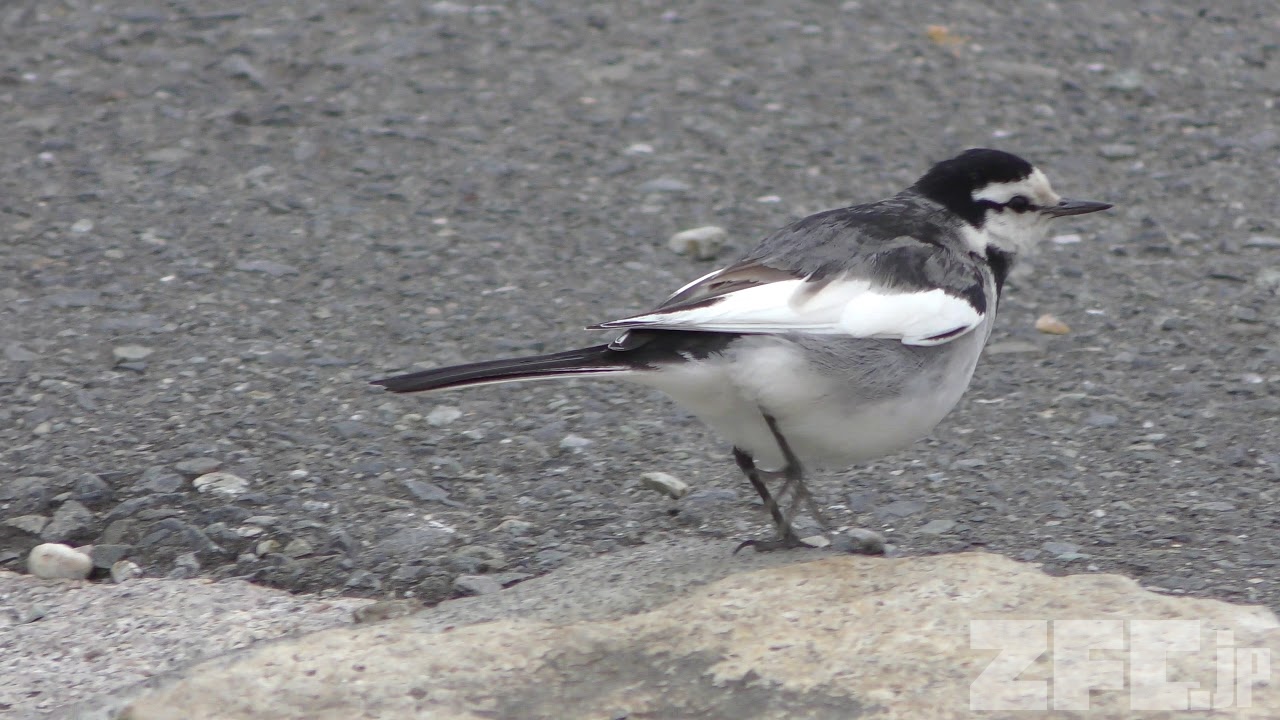 Japanese pied wagtail | Animal encyclopedia | ZFC.jp