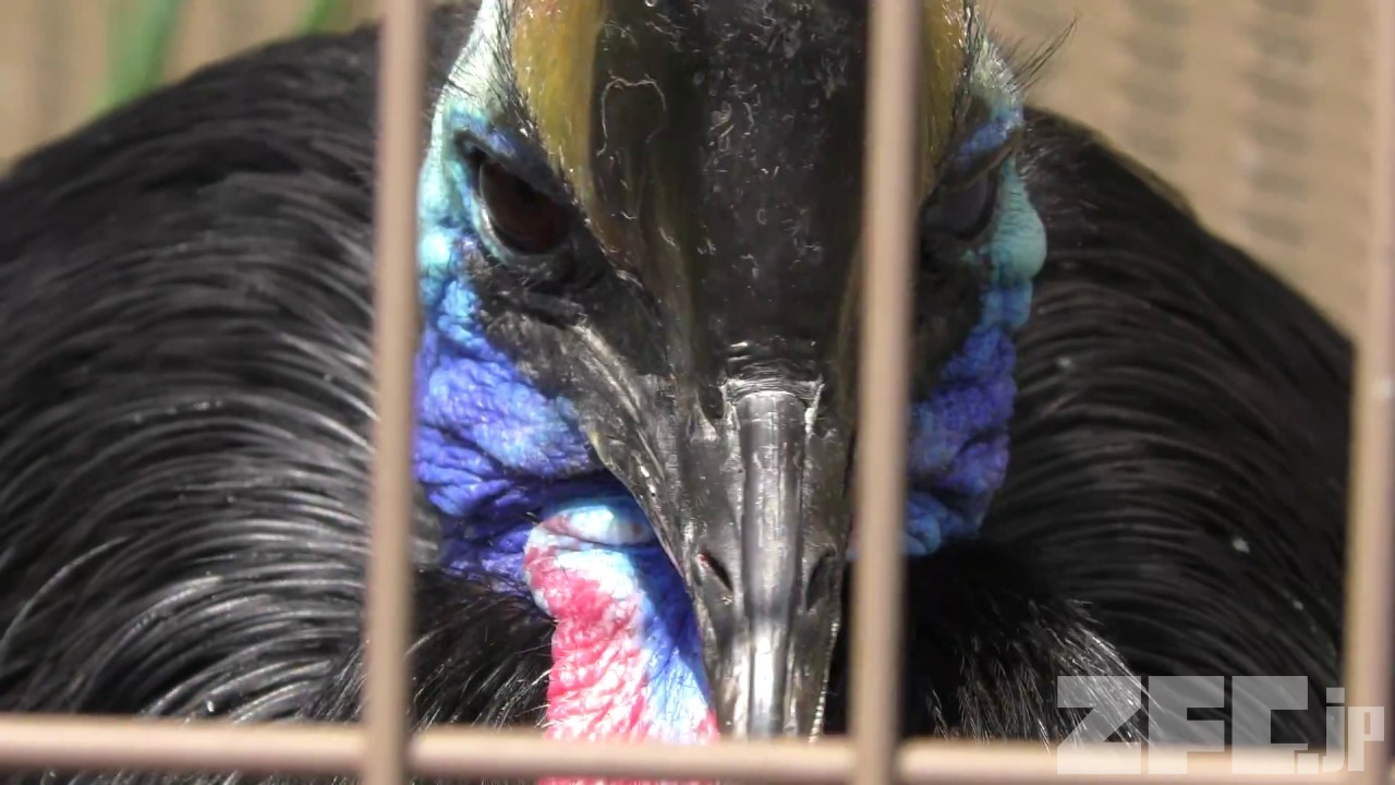 ヒクイドリの『ナミヘイ』 (東武動物公園) 2018年3月31日 | ZFC.jp